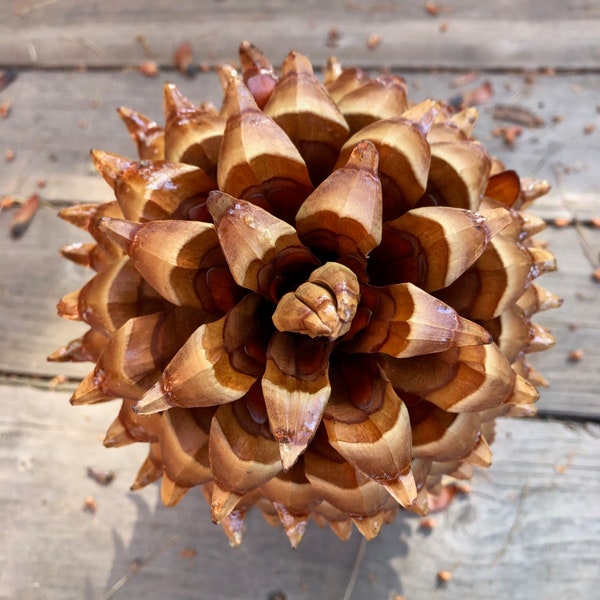 Large Pine Cones - Etsy
