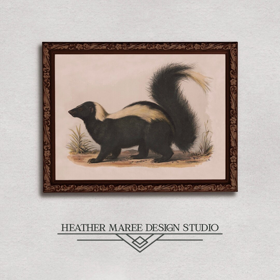 Common Skunk Illustration Vintage Fine Art Prints, Maximalism, Bohemian ...