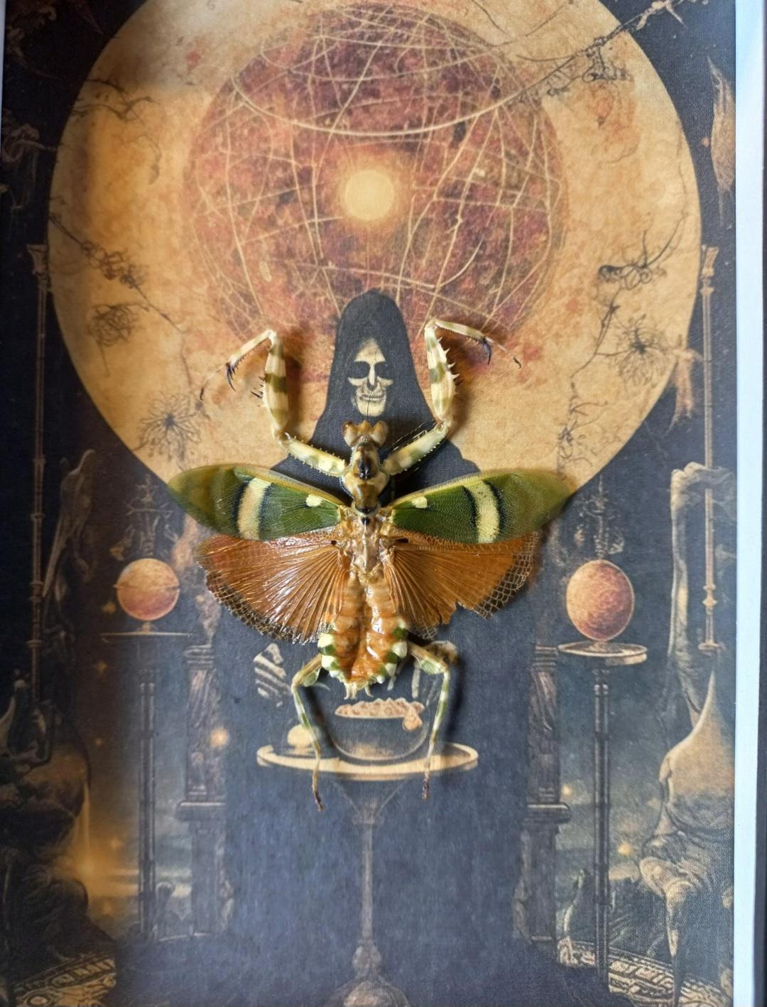 Praying Mantis Gothic Decor Display Frame Oddity Guriosity Taxidermy ...