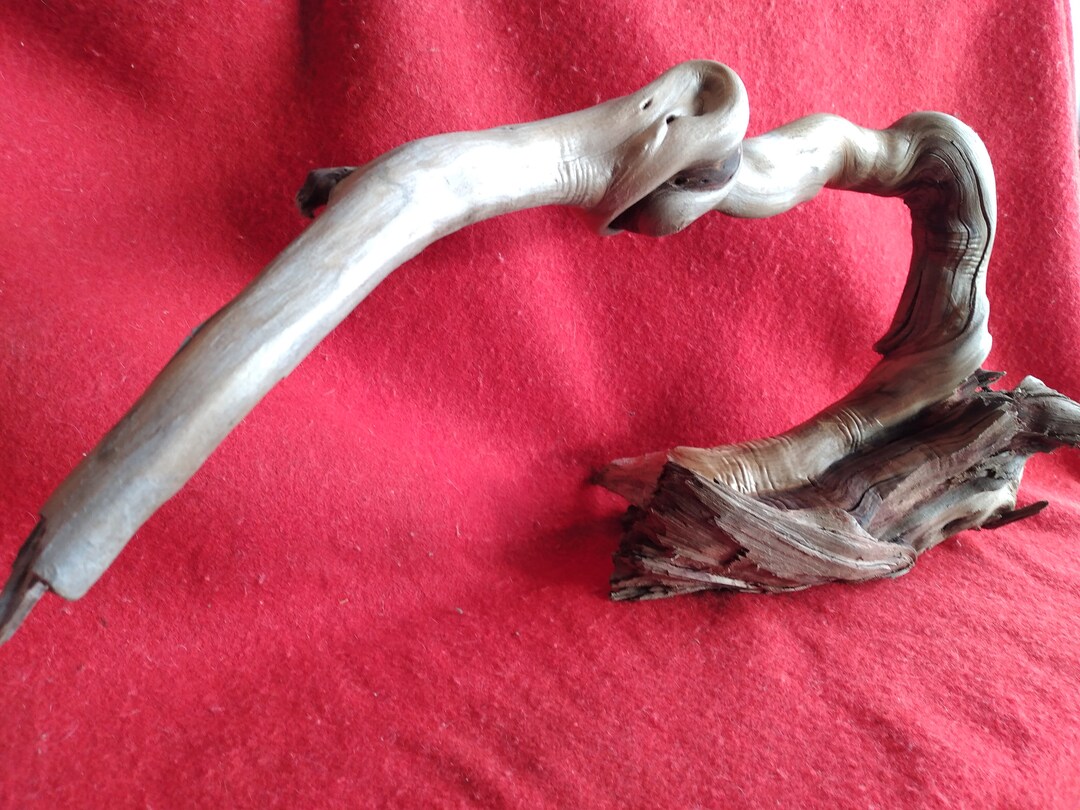 Western Red Cedar Tortured and Twisted Into Art - Etsy