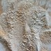 Dehydrated Smoked Garlic Powder – Gourmet Seasoning for BBQ, Marinades ...