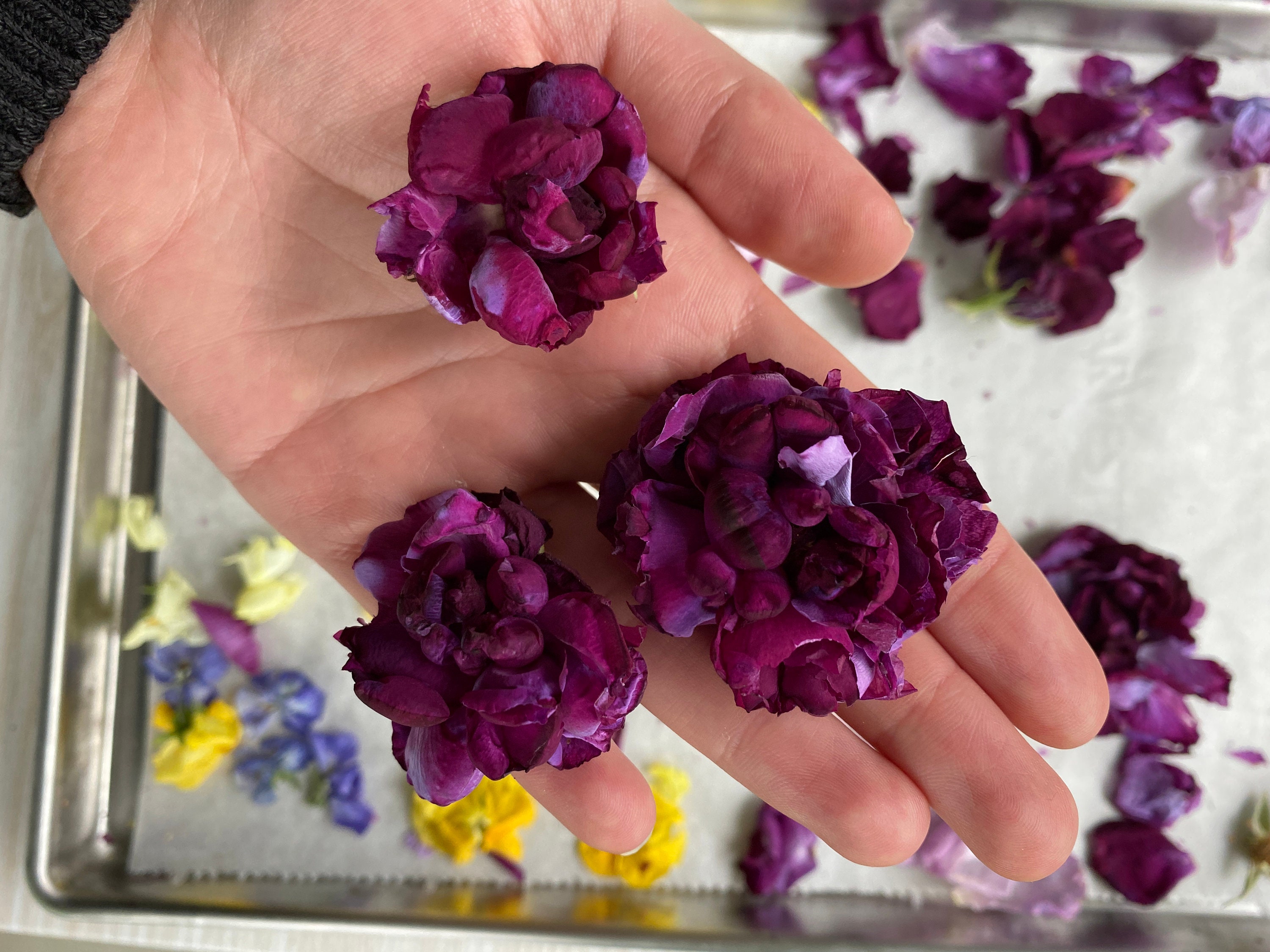 Freeze Dried Edible Natural Flower Real Roses Cake Cupcake - Etsy