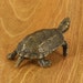 Handmade Brass Turtle Sculpture/home/study/office/desktop - Etsy