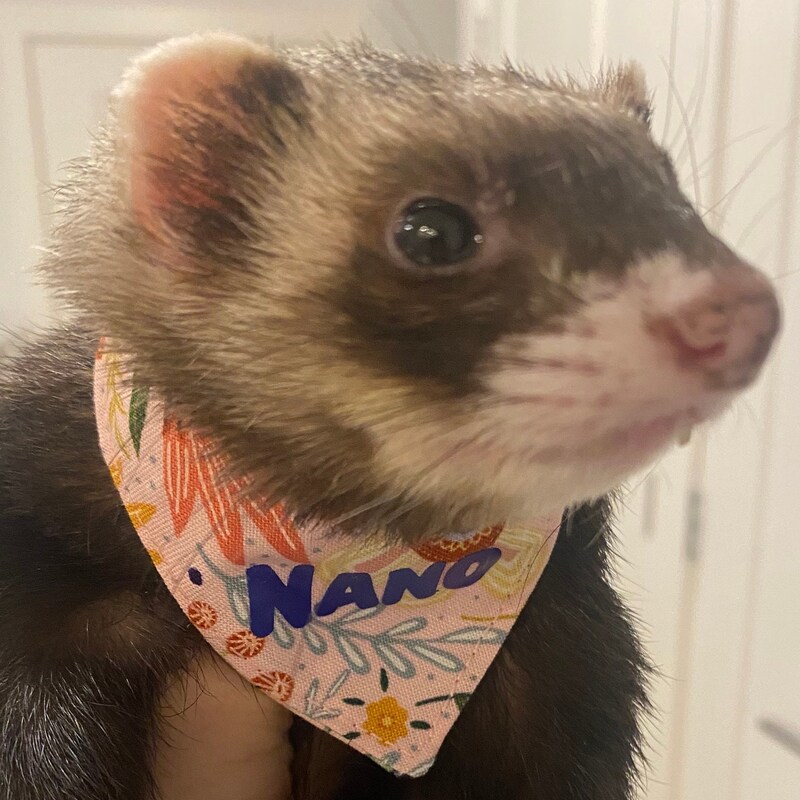 Ferret Clothes - Etsy
