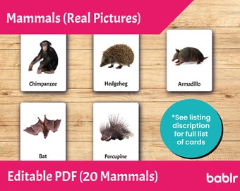 Dinosaurs • Editable Montessori Cards • PDF Printable Toddler ...