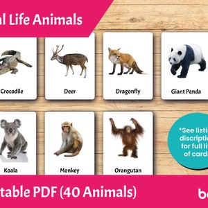 Editable Montessori Cards • PDF Printable Toddler Flashcards • 3- Part ...