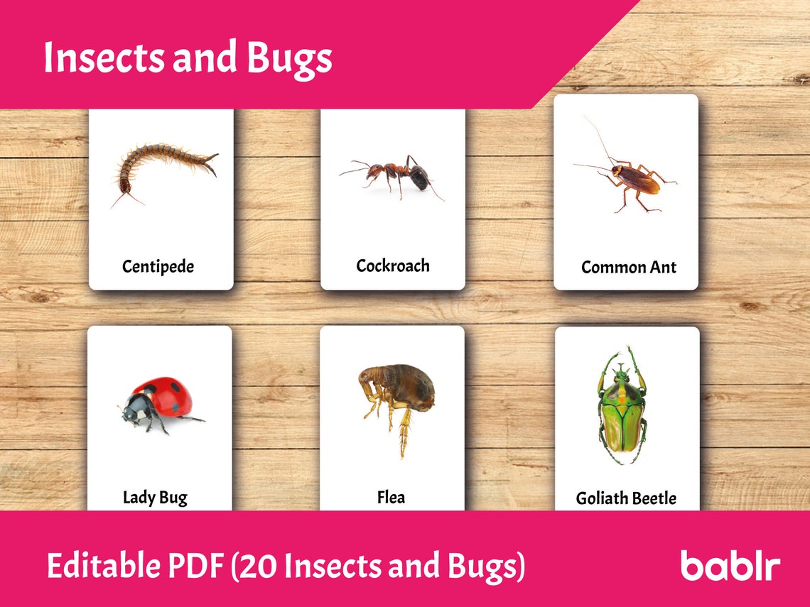 Insects & Bugs • Editable Montessori Cards • PDF Printable Toddler ...