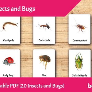 Insects & Bugs • Editable Montessori Cards • PDF Printable Toddler ...