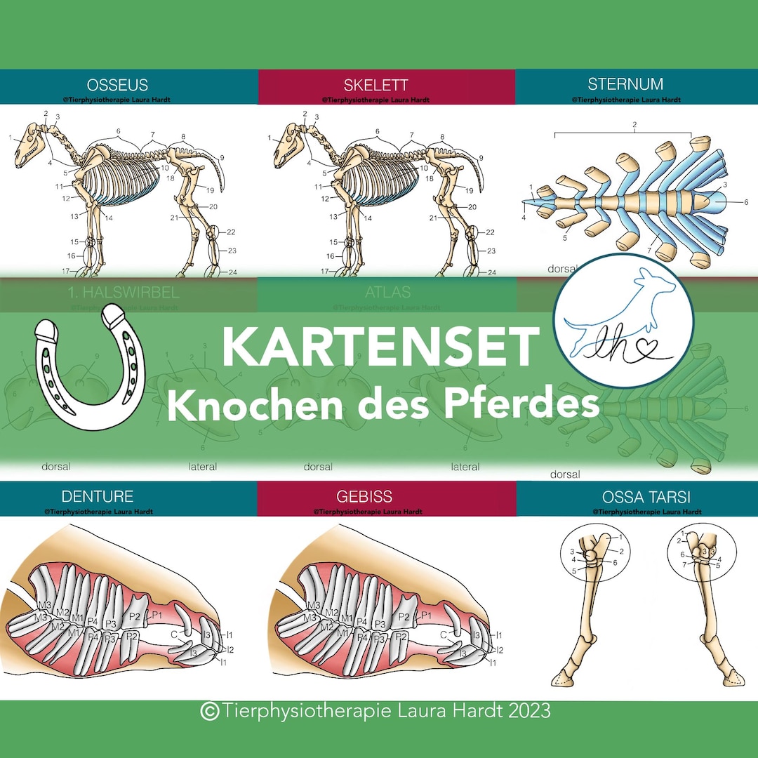 Horse Bone Cards, Horse Skeleton Learning Cards, Horse Skeleton Cards ...