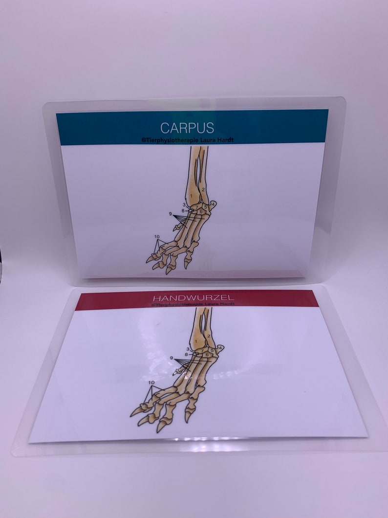 Dog Bone Cards Dog Skeleton Flash Cards Dog Skeleton Cards - Etsy