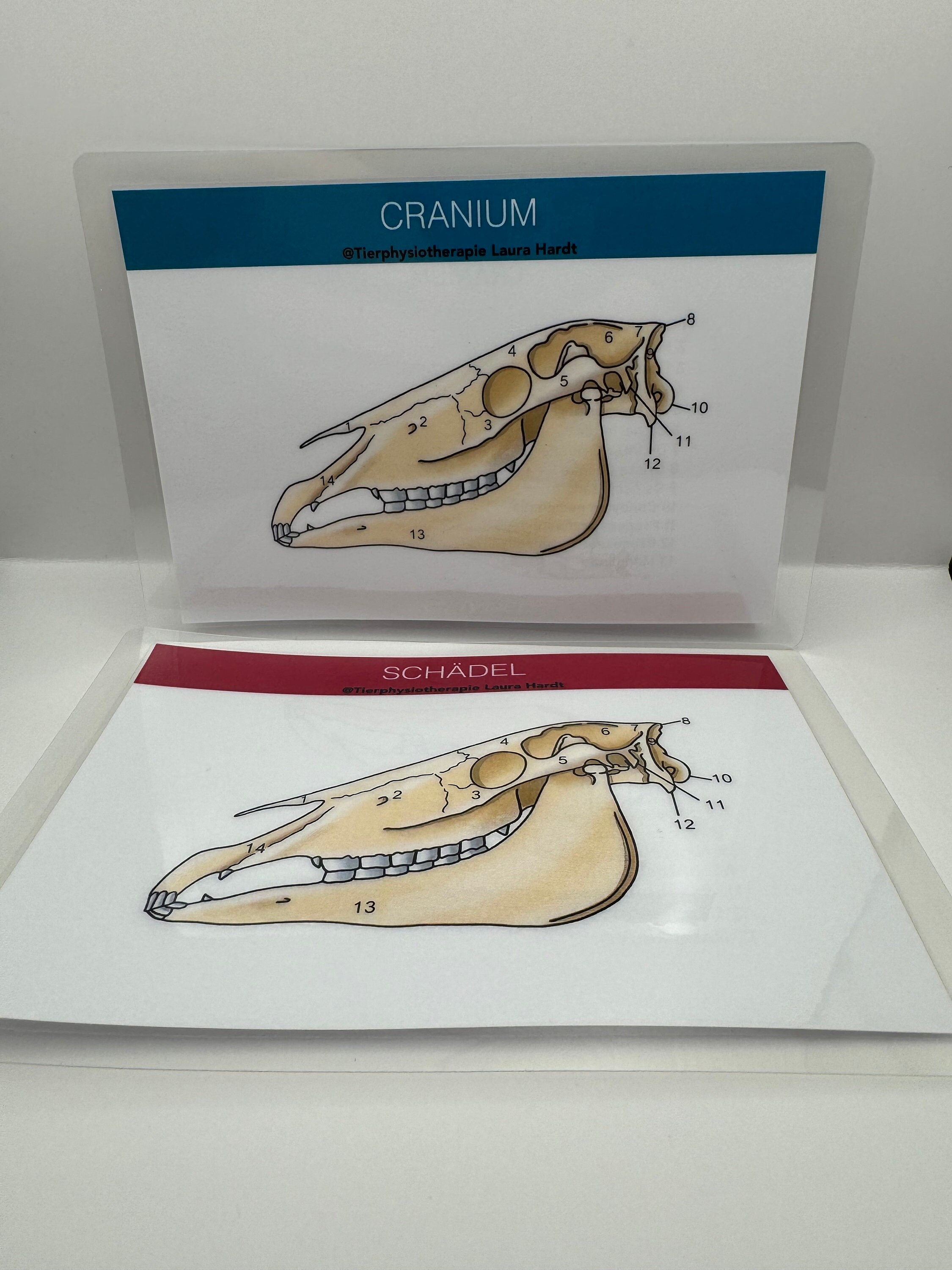 Horse Bone Cards, Horse Skeleton Learning Cards, Horse Skeleton Cards ...