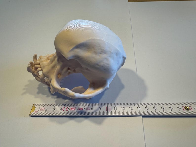 3D Printed Pug Skull, Anatomical Model, Decorative Skull, Handmade ...
