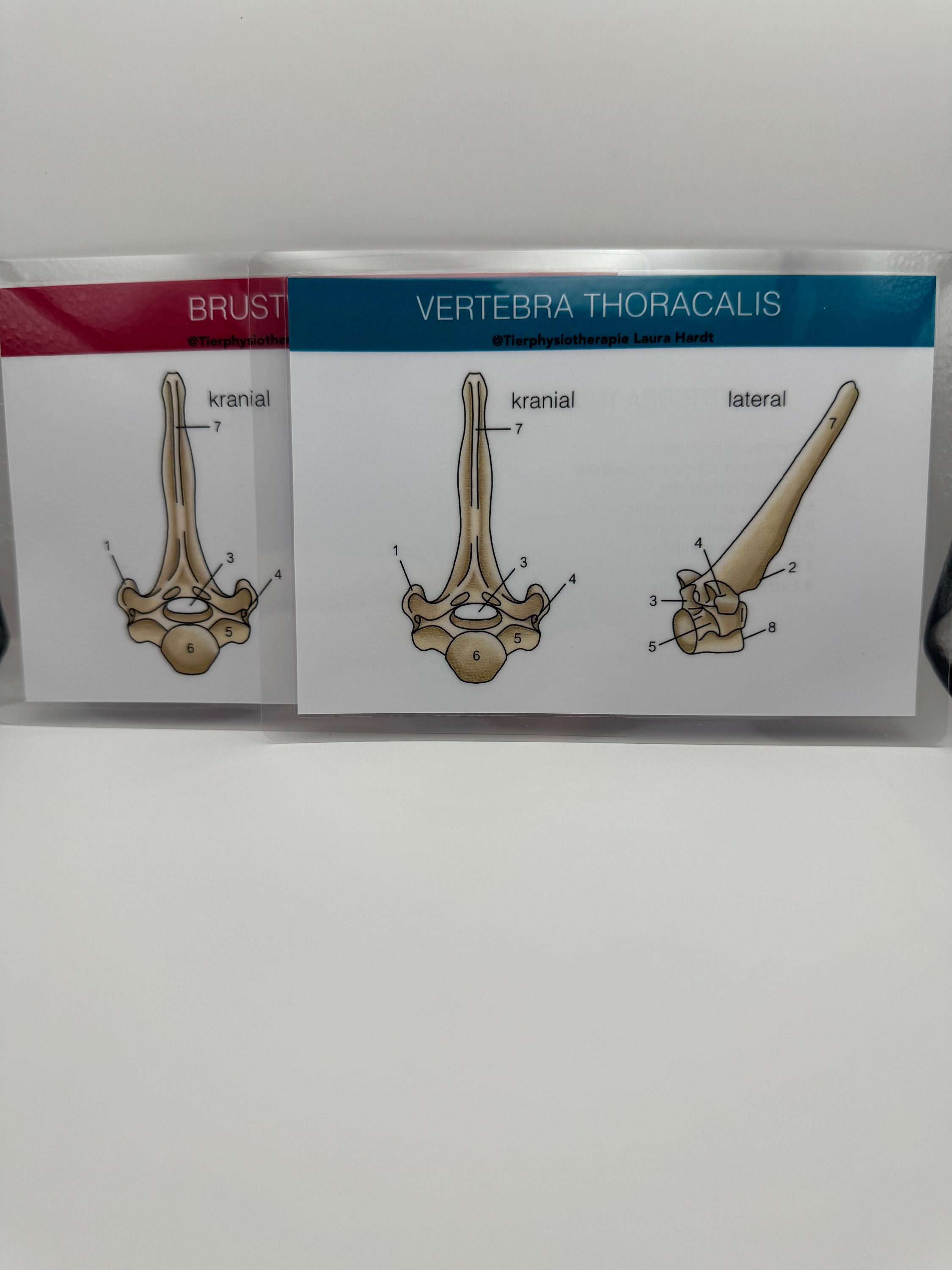 Horse Bone Cards, Horse Skeleton Learning Cards, Horse Skeleton Cards ...