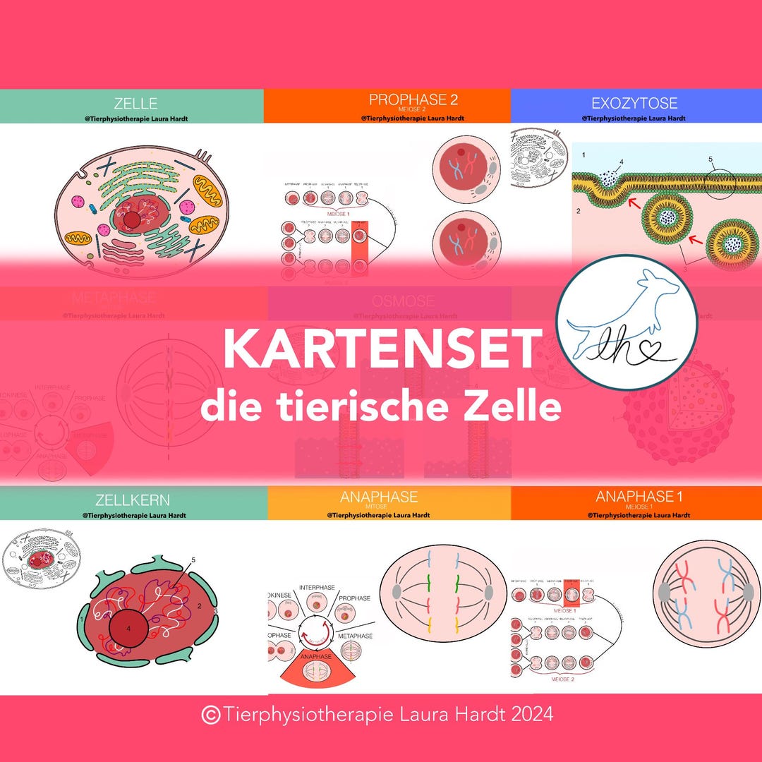 The Animal Cell, Flashcards, Physiology Cards, Animal Physiology Cards ...