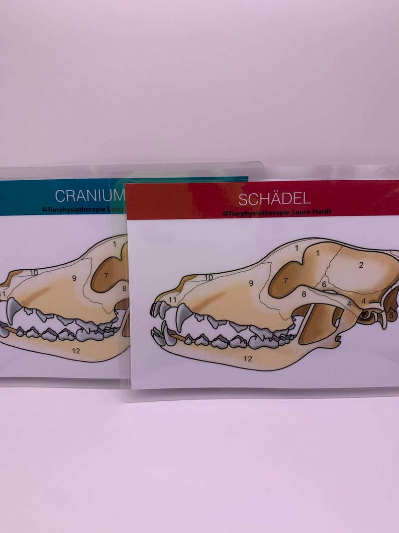 Dog Bone Cards Dog Skeleton Flash Cards Dog Skeleton Cards - Etsy