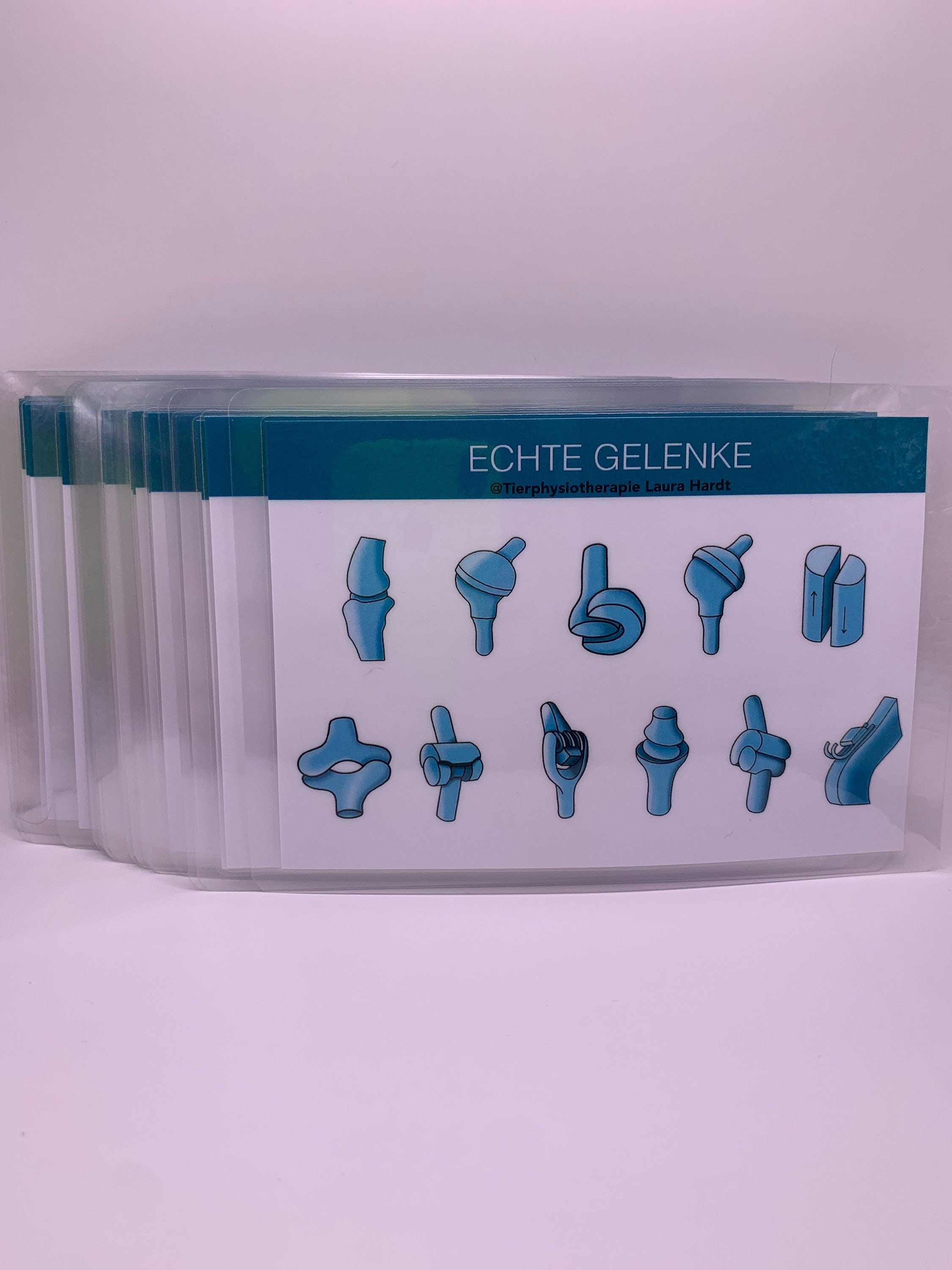 Joint Cards Dogs Learning Cards Dog Joints Dog Joint Cards - Etsy