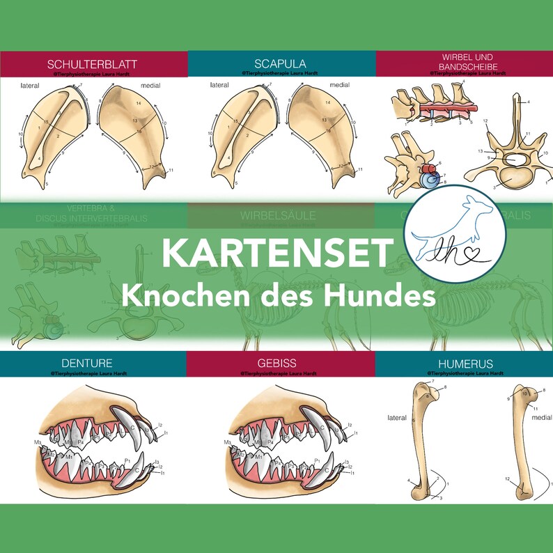 Dog Bone Cards Dog Skeleton Flash Cards Dog Skeleton Cards - Etsy