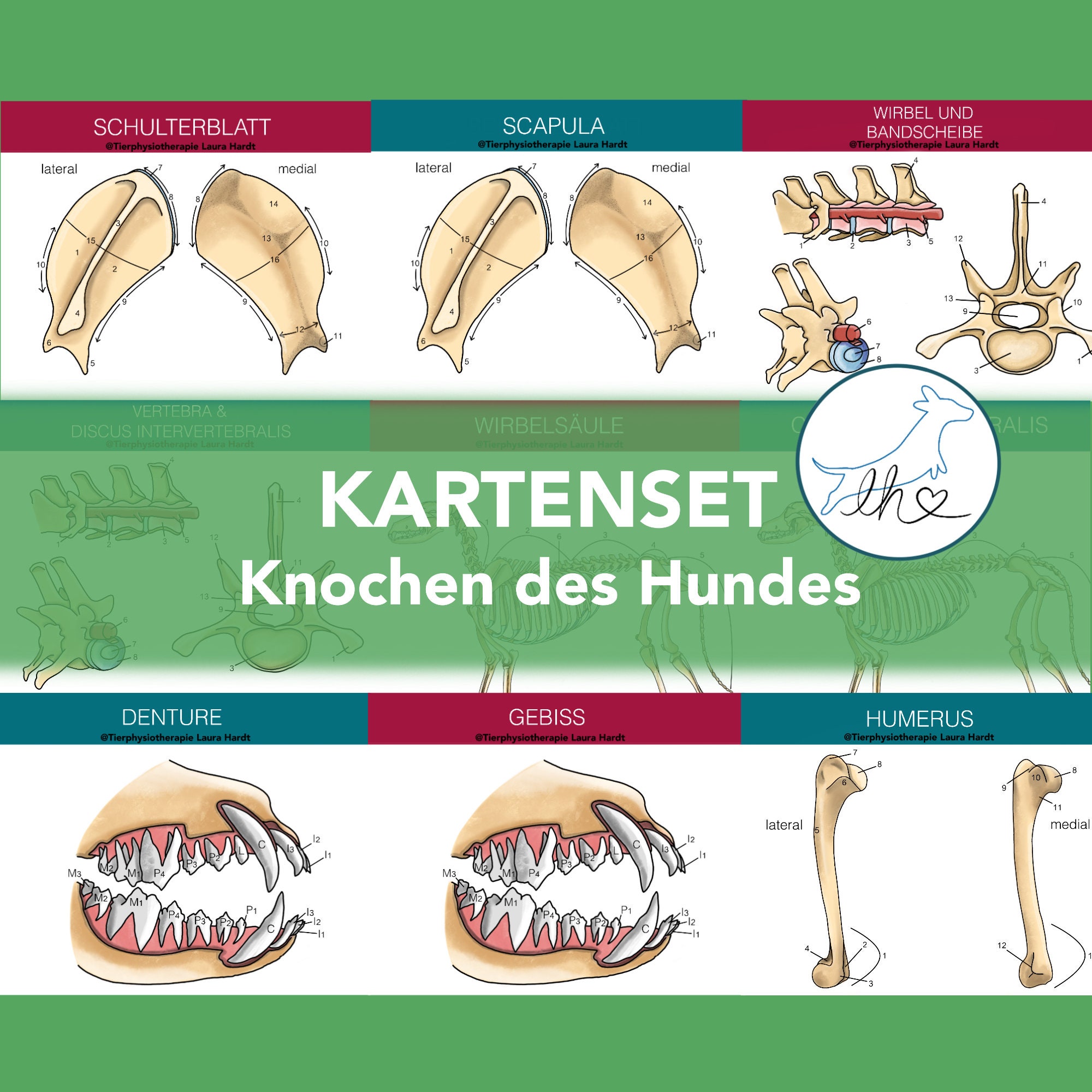 Dog Bone Cards Dog Skeleton Flash Cards Dog Skeleton Cards - Etsy