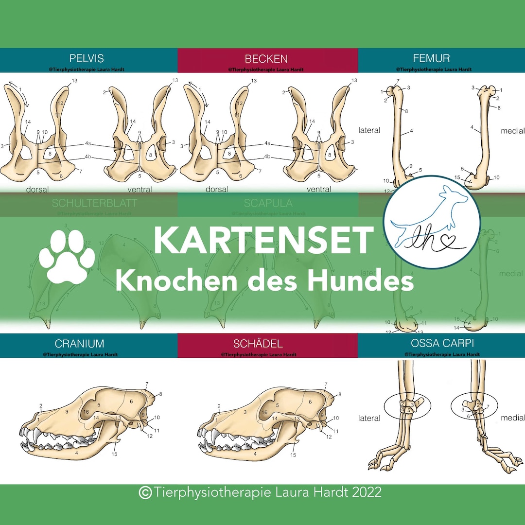 Bone Cards Dogs, Learning Cards Dog Skeleton, Skeleton Cards of the Dog ...