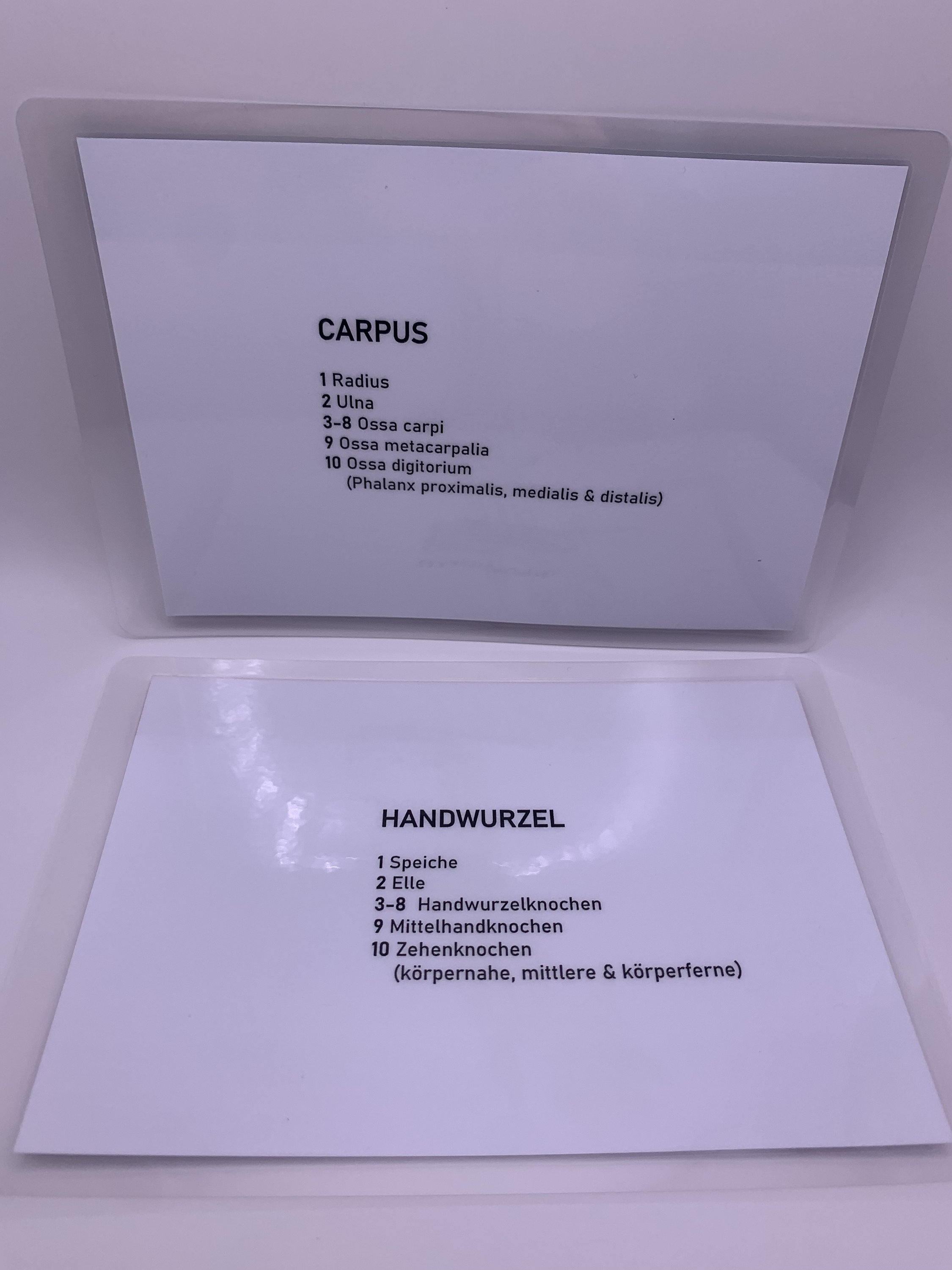 Dog Bone Cards Dog Skeleton Flash Cards Dog Skeleton Cards - Etsy