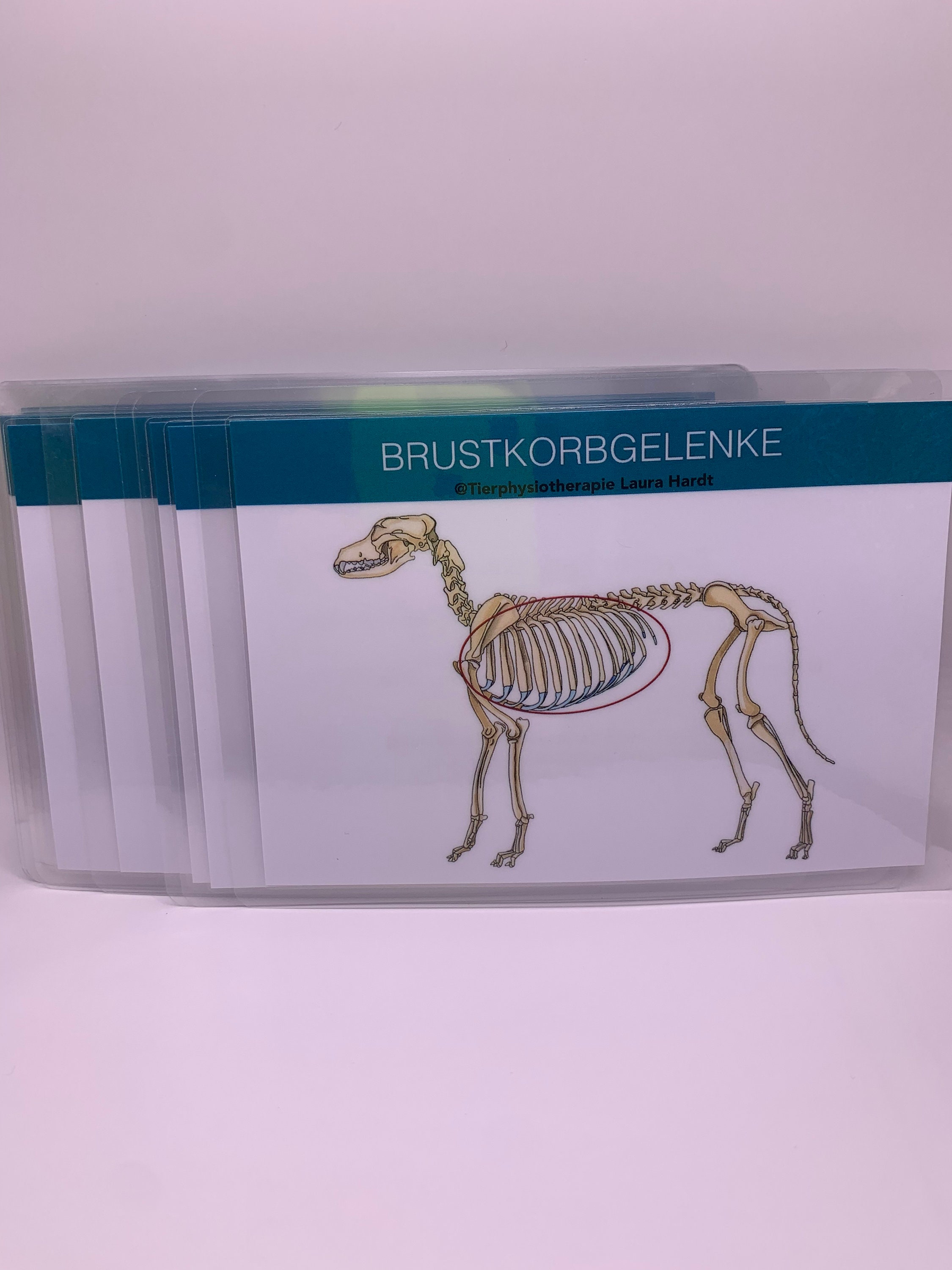 Joint Cards Dogs Learning Cards Dog Joints Dog Joint Cards - Etsy