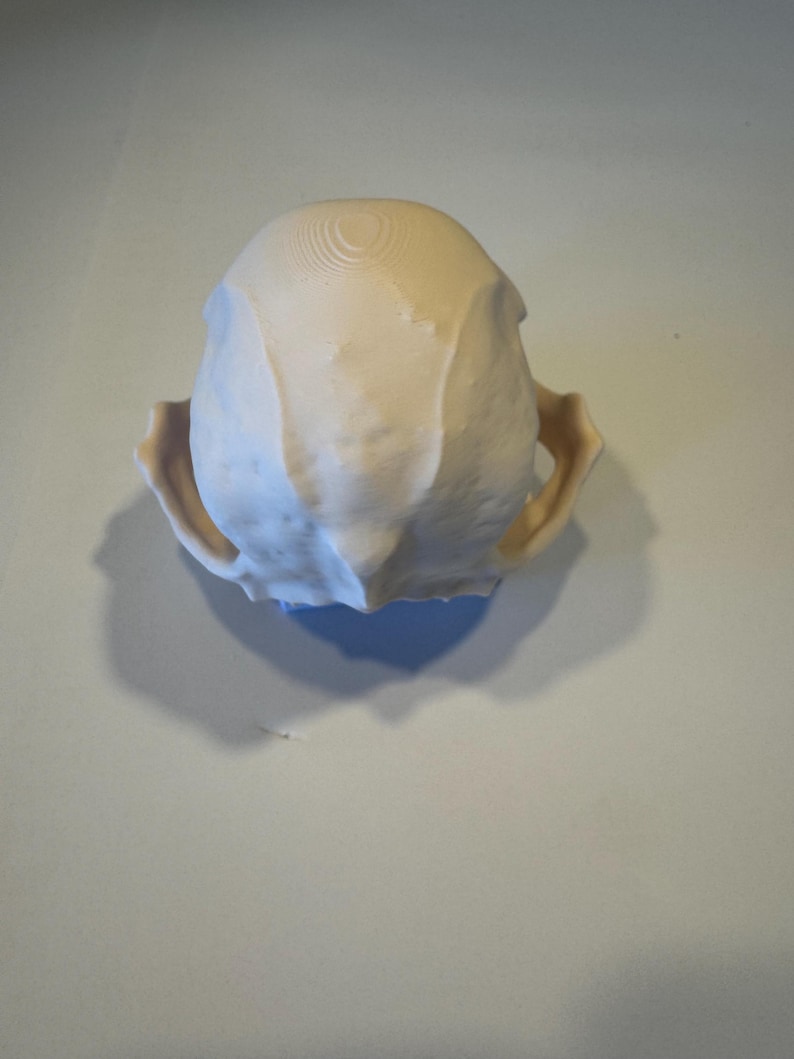 3D Printed Pug Skull, Anatomical Model, Decorative Skull, Handmade ...