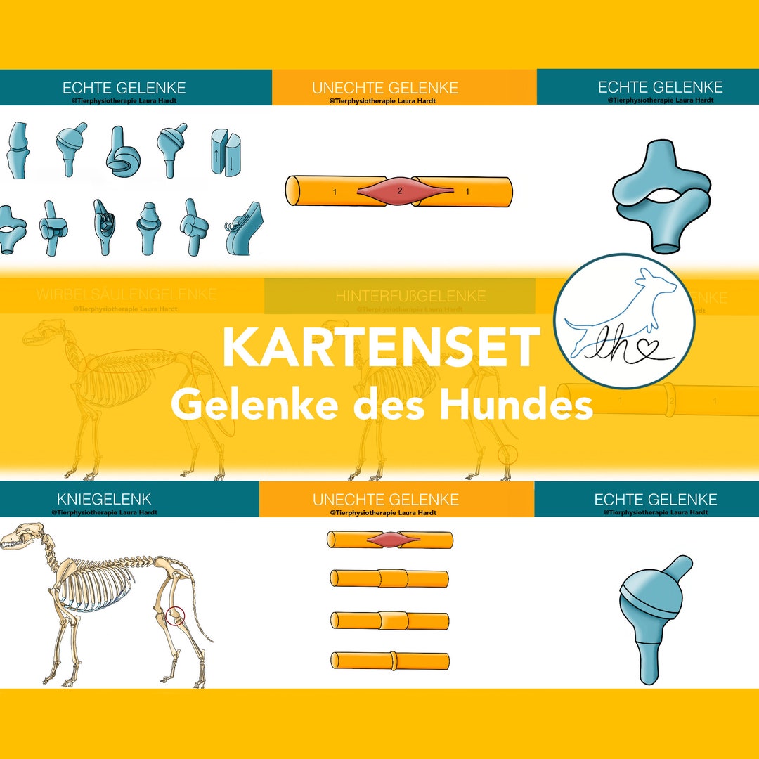 Joint Cards Dogs Learning Cards Dog Joints Dog Joint Cards - Etsy