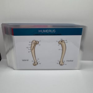 Bone Cards Dogs, Learning Cards Dog Skeleton, Skeleton Cards of the Dog ...