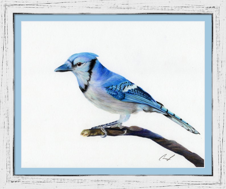 Blue Jay Colored Pencil Drawing Reproduction Matted and - Etsy