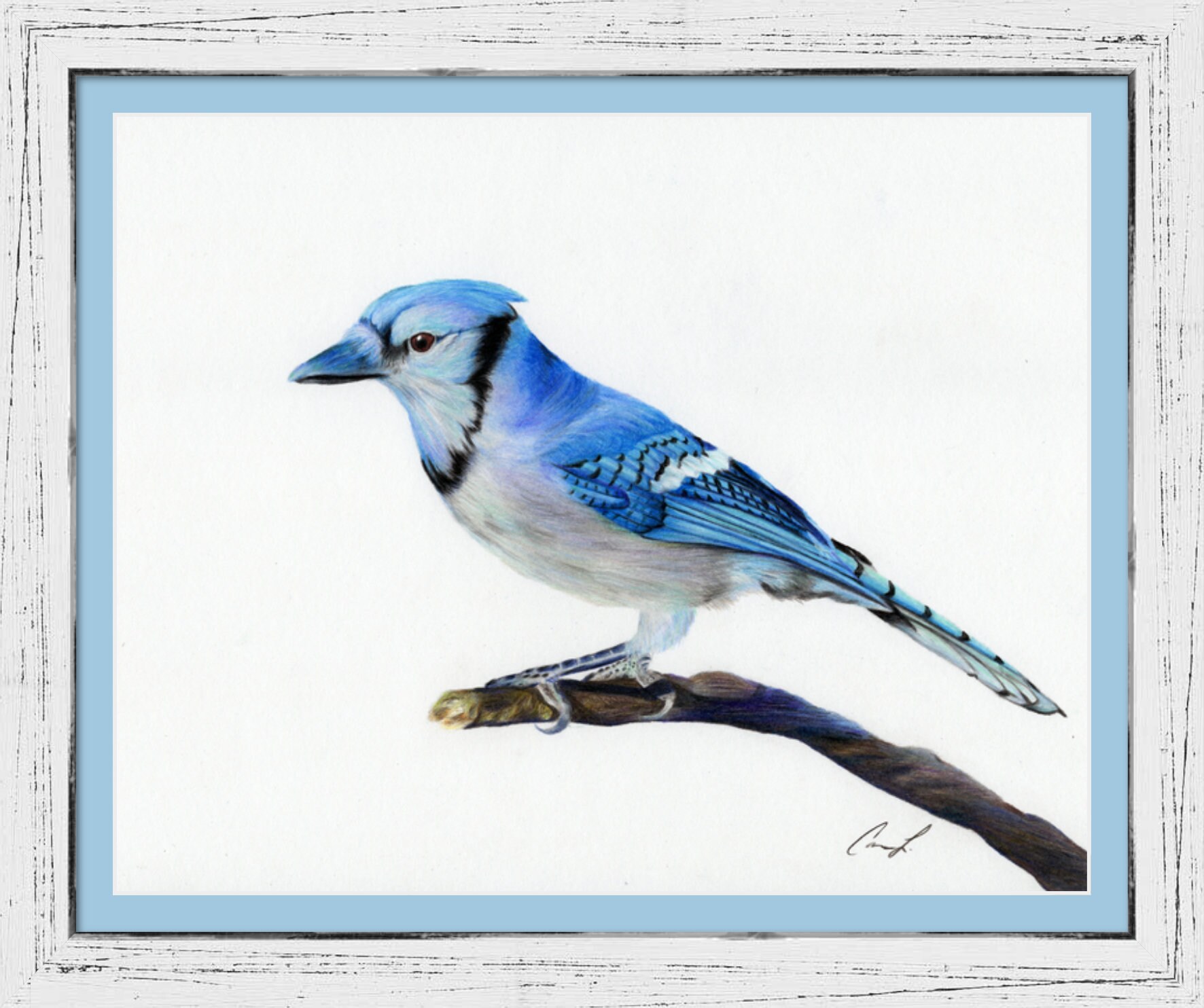 Reproducción del dibujo a lápiz de color Blue Jay enmarañado - Etsy México