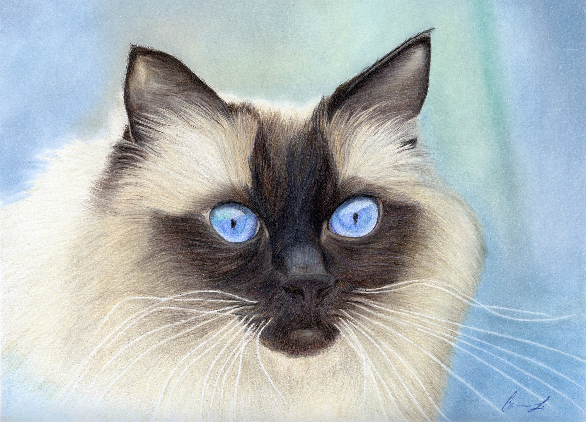 Siamese Cat Colored Pencil Drawing Reproduction on Fine Art - Etsy