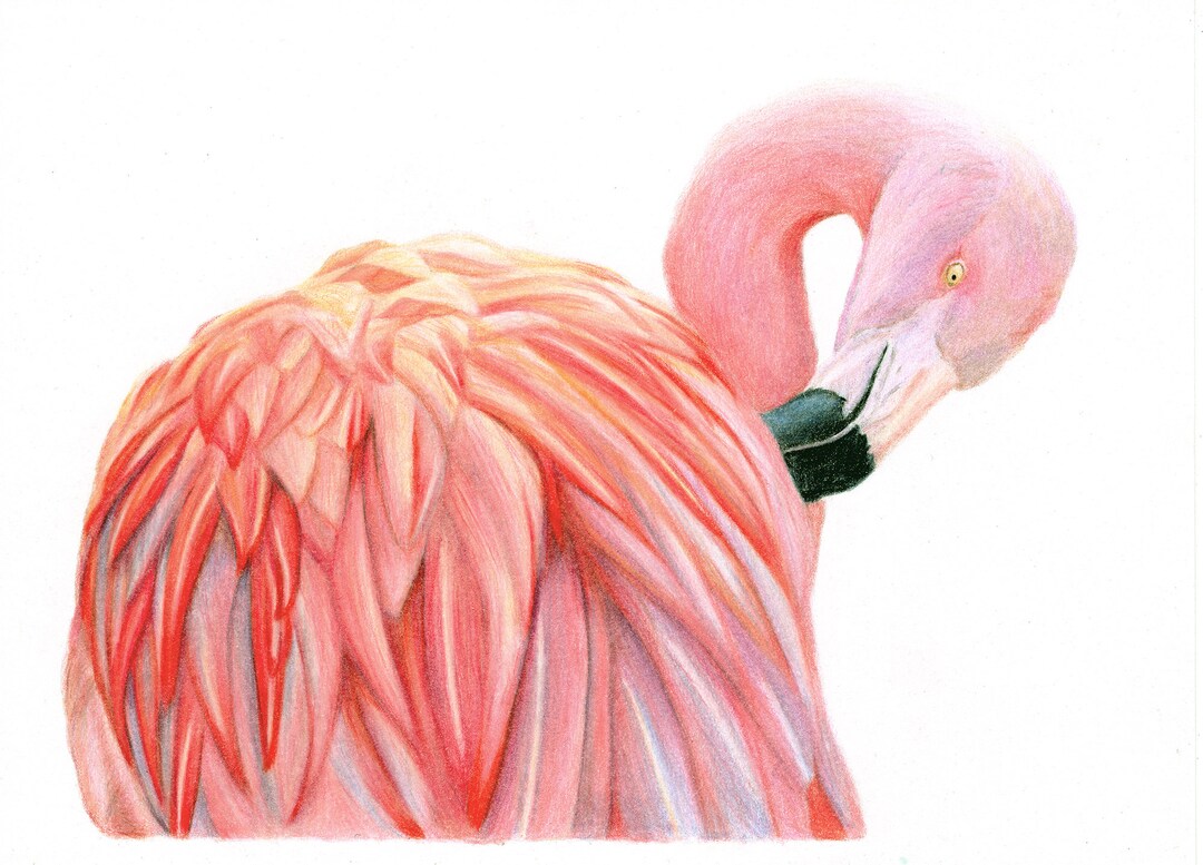 Flamingo Original Colored Pencil Drawing/painting by - Etsy
