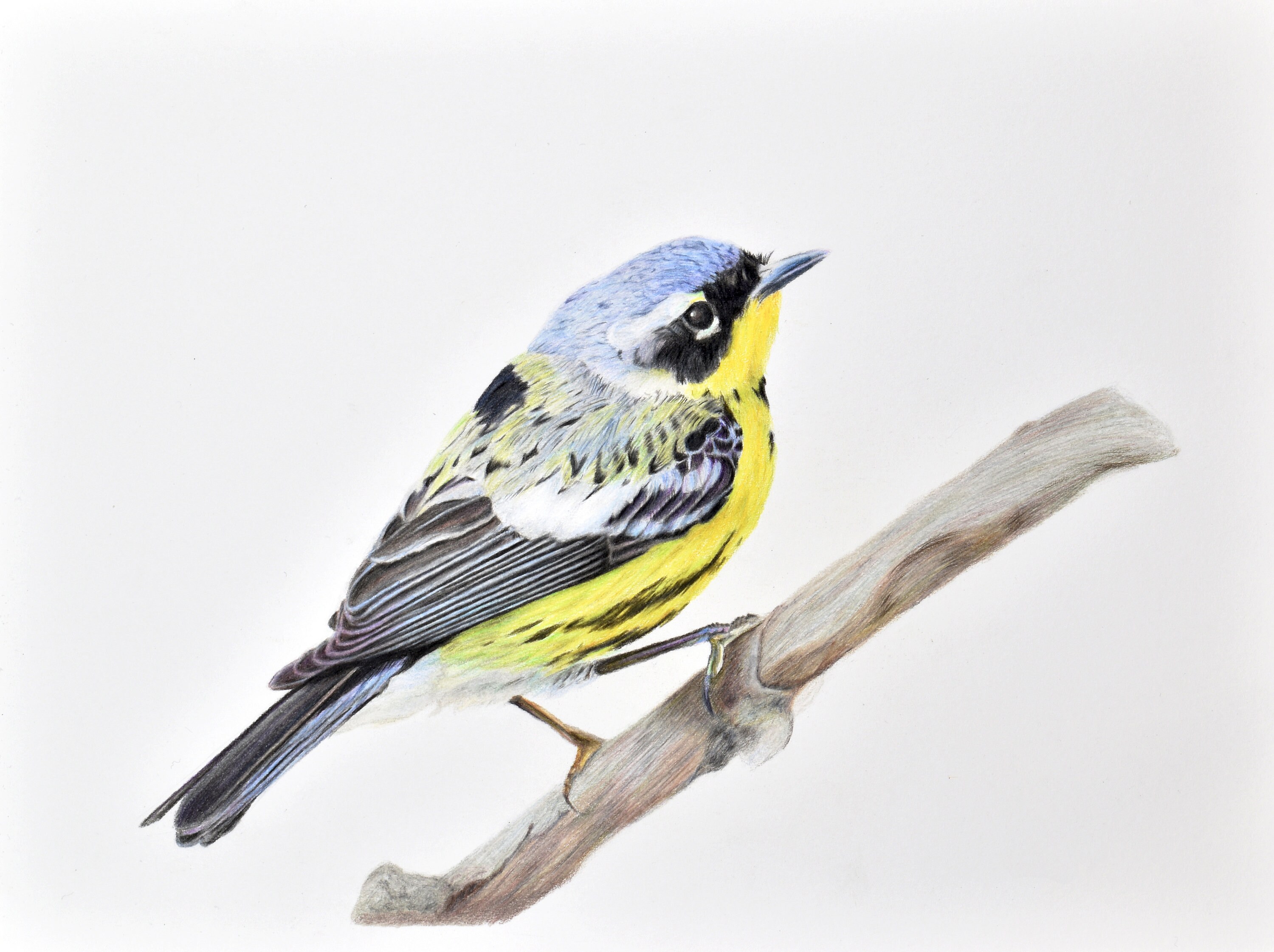 Magnolia Warbler Colored Pencil Drawing Reproduction on Fine - Etsy