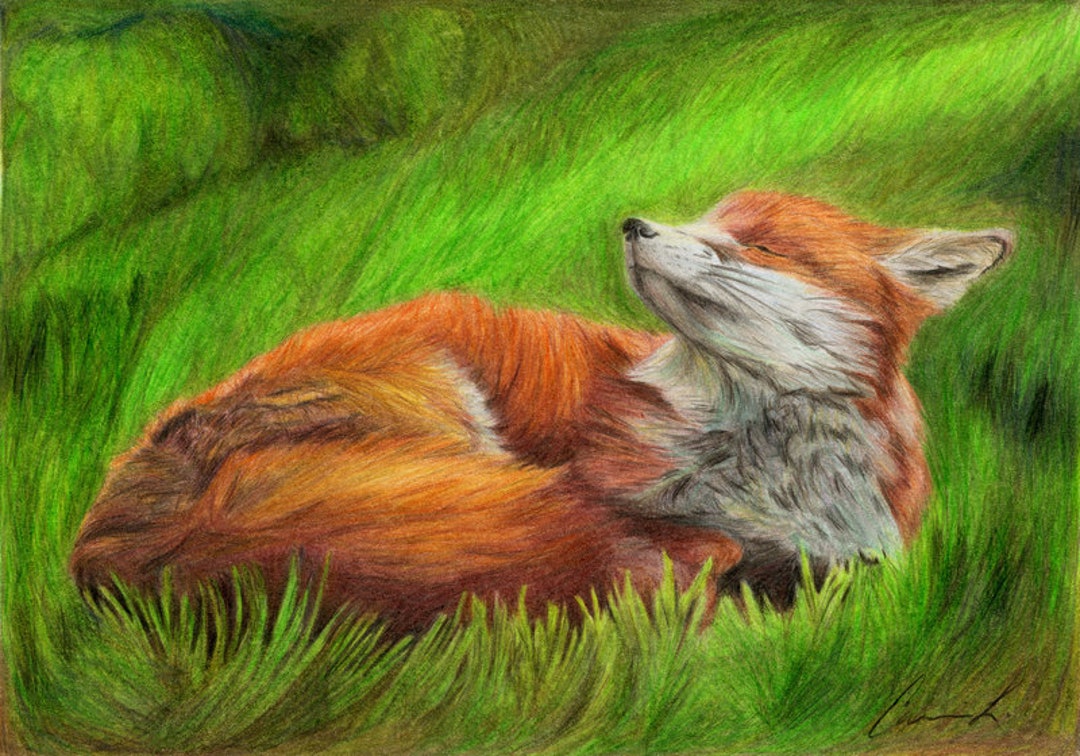 Red Fox Colored Pencil Drawing Reproduction on Fine Art Paper - Etsy
