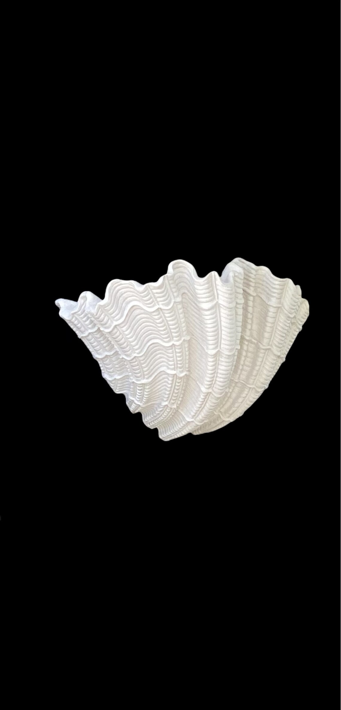Plaster Shell Sconce - Etsy