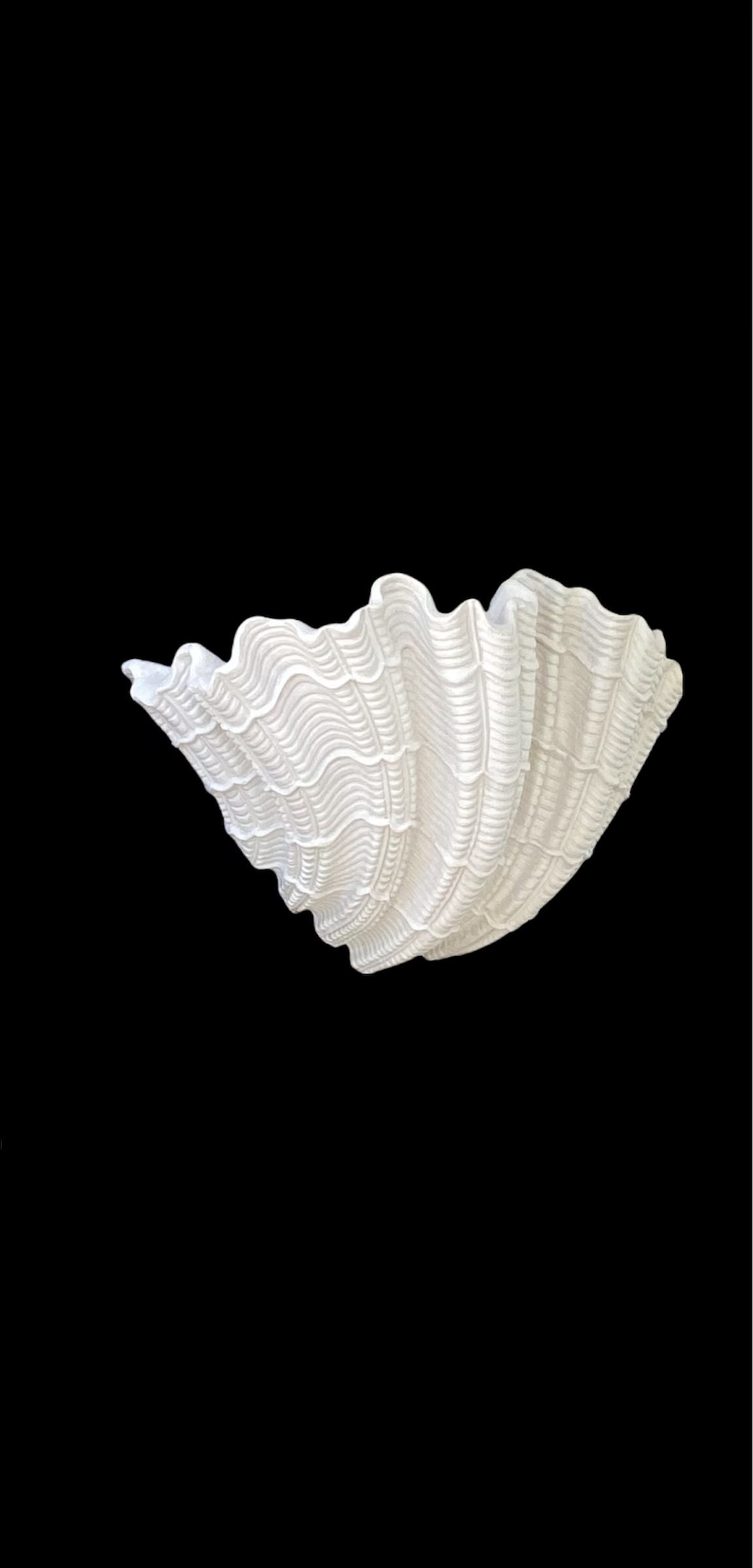 Plaster Shell Sconce - Etsy