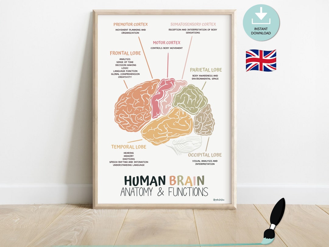 Anatomy and Functions Human Brain Poster, Therapy Office Decor, Human ...