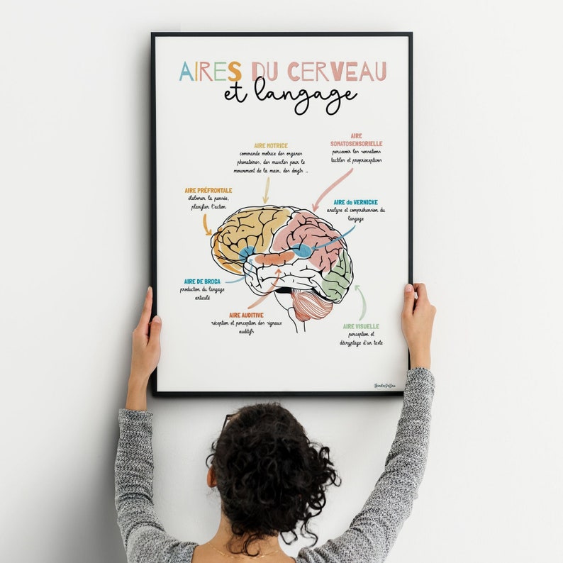 Brain Anatomy in French, Speech Therapy Poster, Speech Language ...