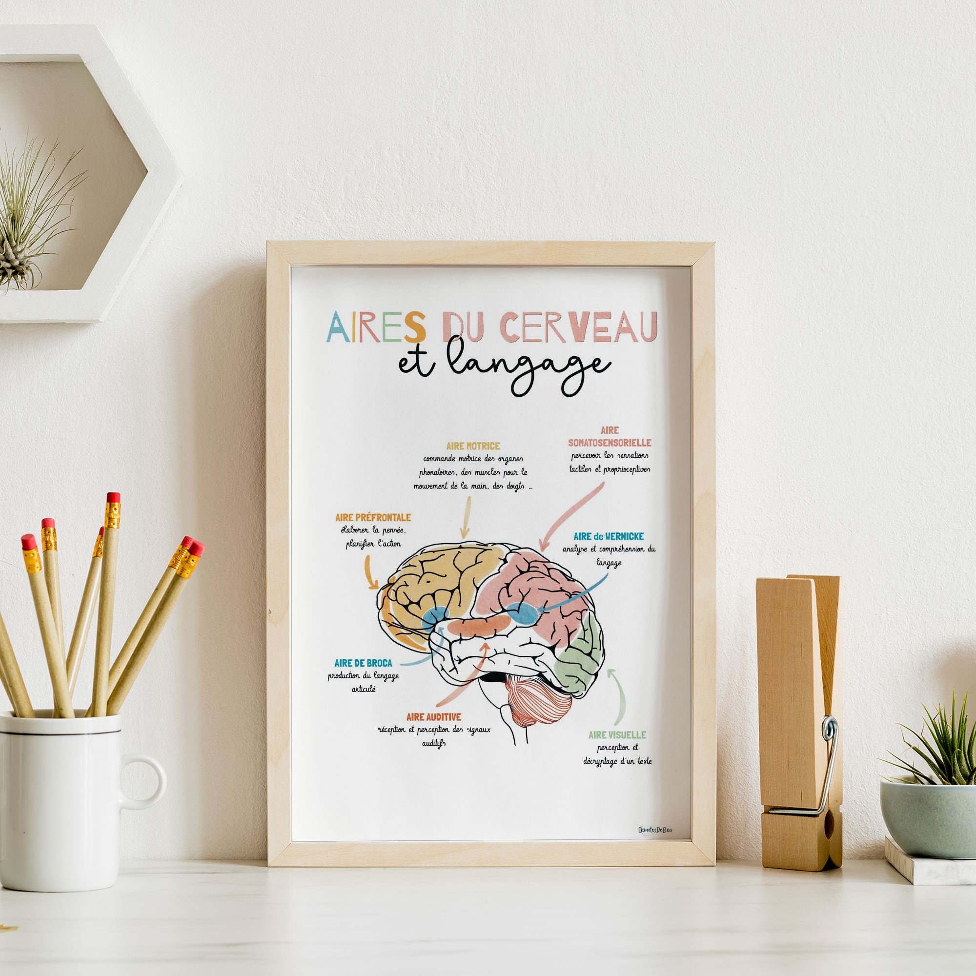 Brain Anatomy in French, Speech Therapy Poster, Speech Language ...