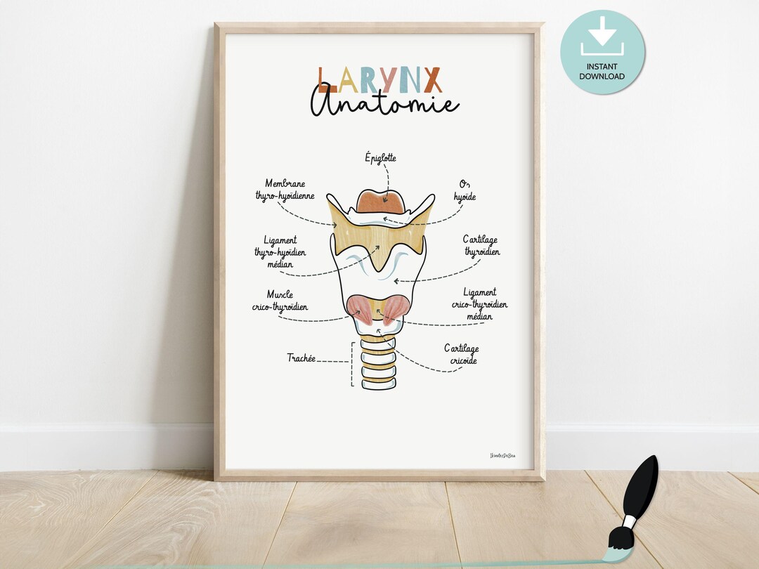 Anatomy of the Larynx Poster in French, SLP Office Decor, Speech ...