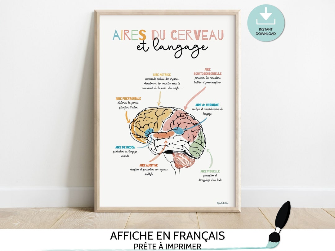 Brain Anatomy in French, Speech Therapy Poster, Speech Language ...