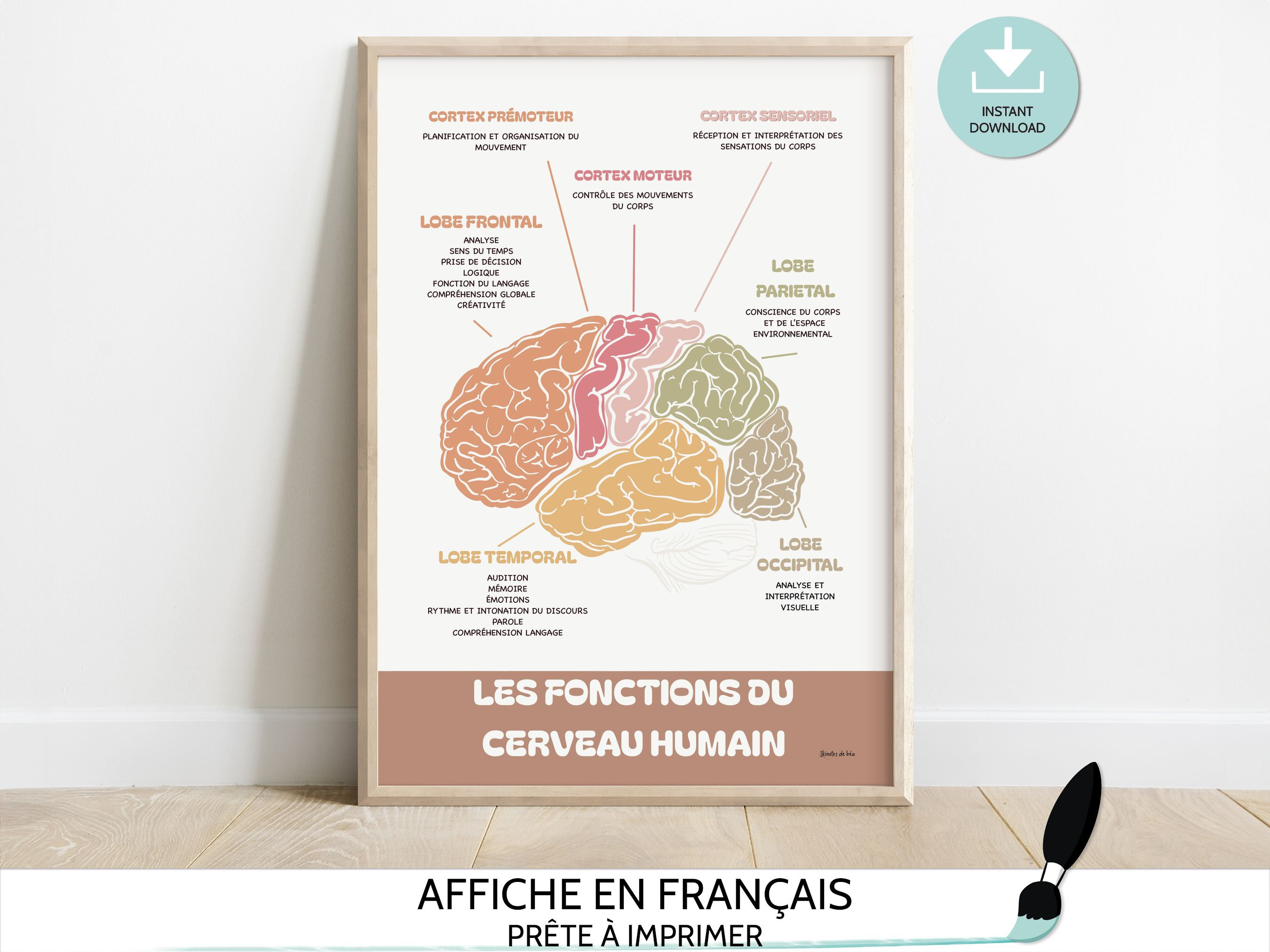 Affiche Anatomie cerveau en français, Décor bureau de thérapie, Art ...