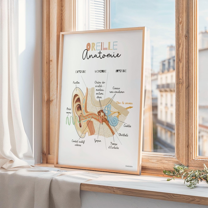 Ear Anatomy Wall Art Print Speech Therapy in French, ENT Office ...