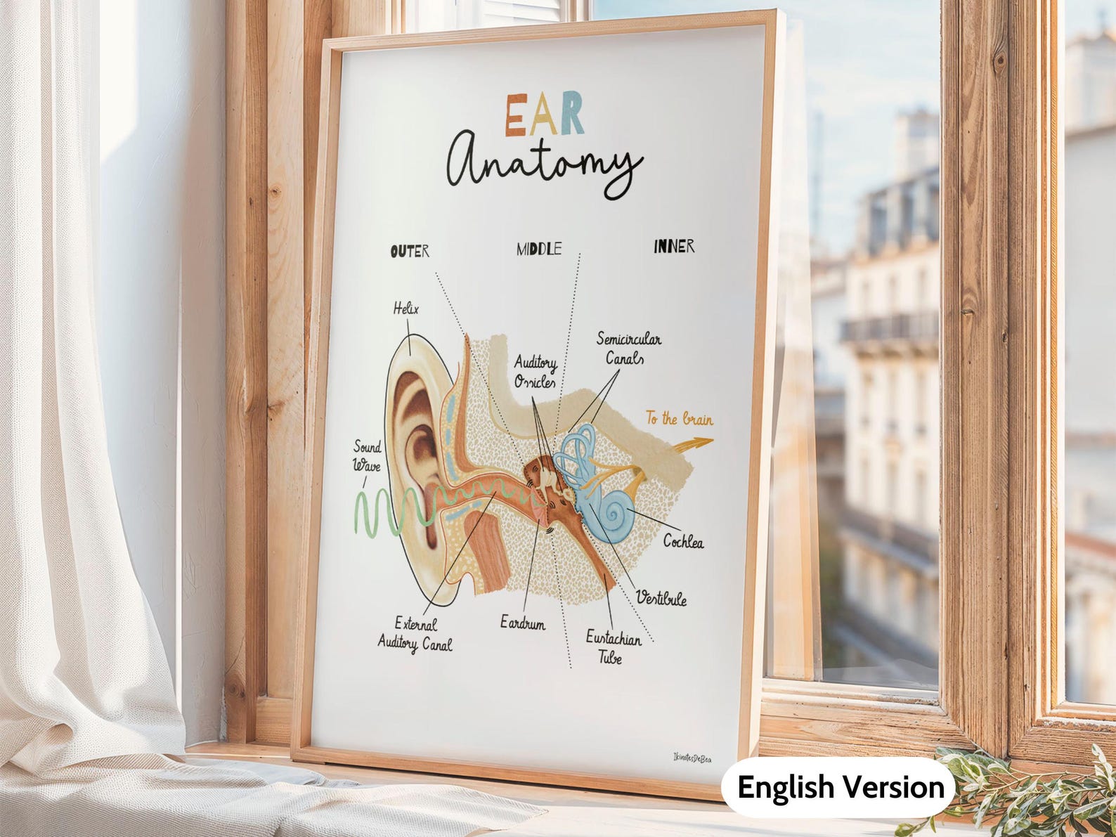 Ear Anatomy Poster Speech Therapy L ENT Office Decor, Speech Therapist ...