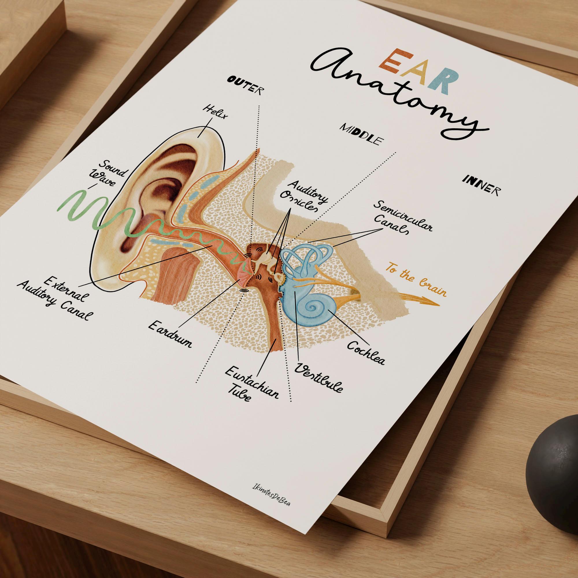 Ear Anatomy Poster Speech Therapy L ENT Office Decor, Speech Therapist ...