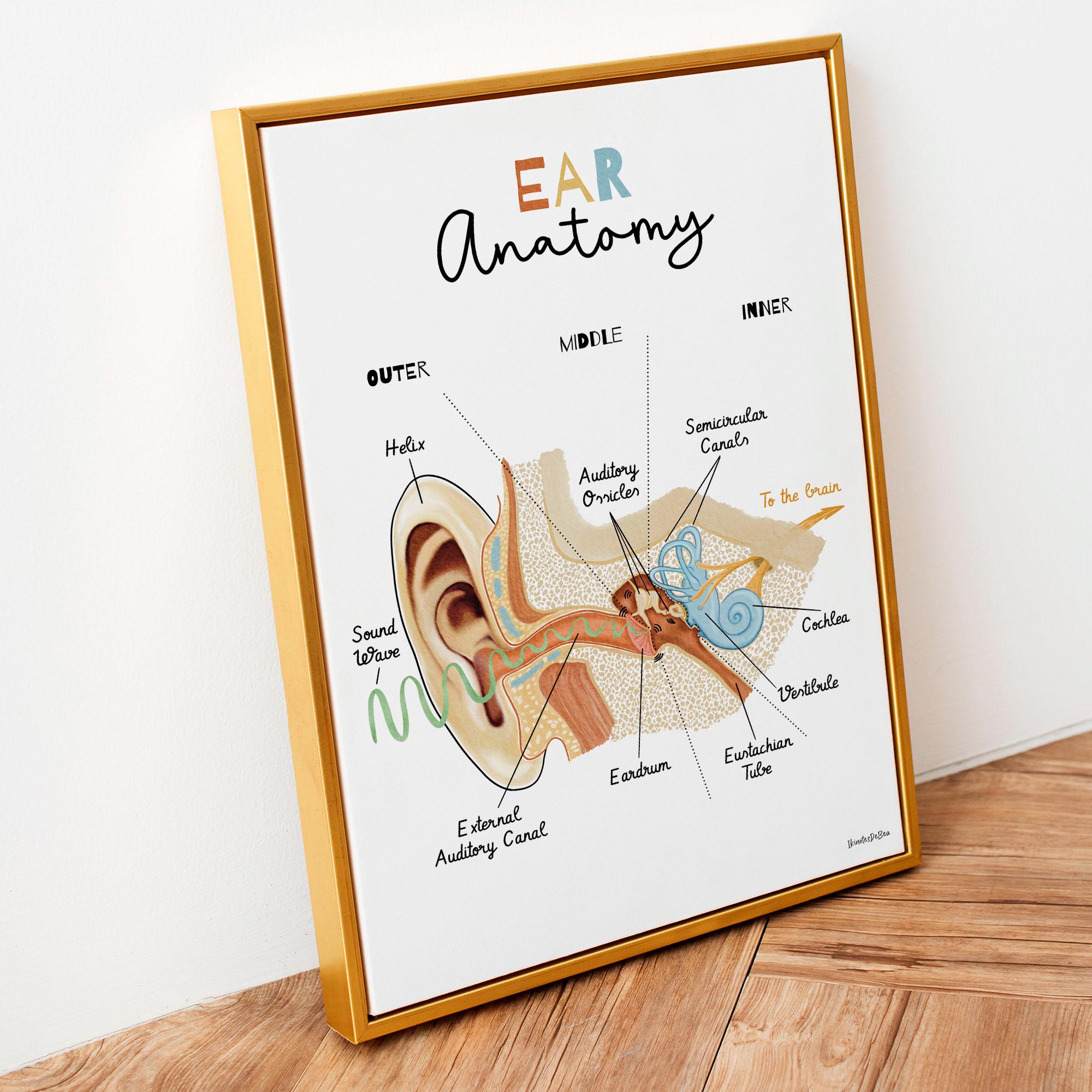 Ear Anatomy Poster Speech Therapy L ENT Office Decor, Speech Therapist ...