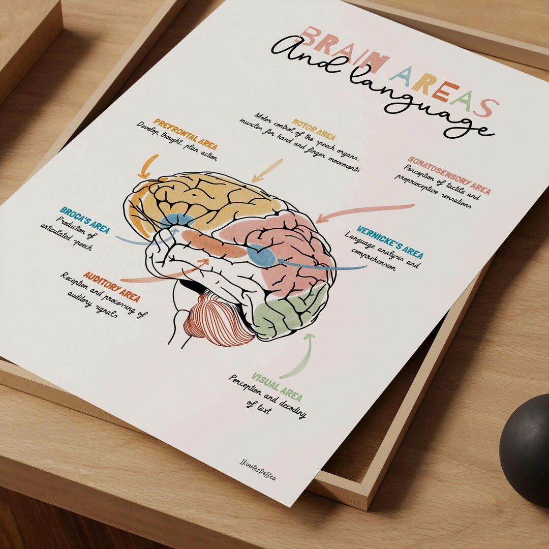 Brain Anatomy, Speech Therapy Poster, Speech Language Pathologist Gift ...