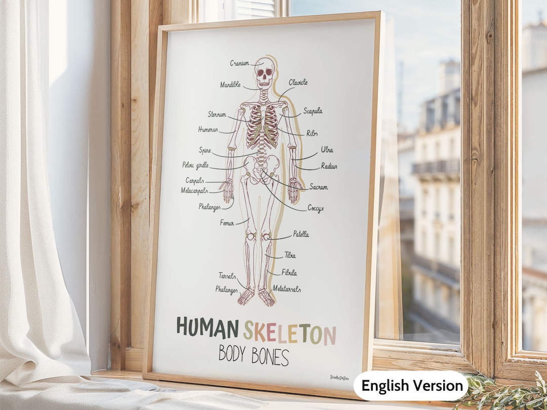 Human Skeleton Poster Body Bones, Medical Wall Decor, Chiropractor ...