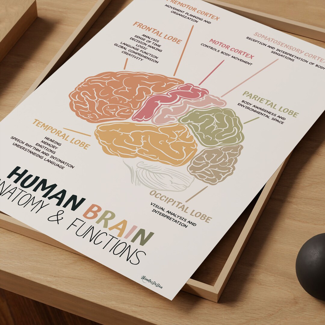 Anatomy and Functions Human Brain Poster, Therapy Office Decor, Human ...