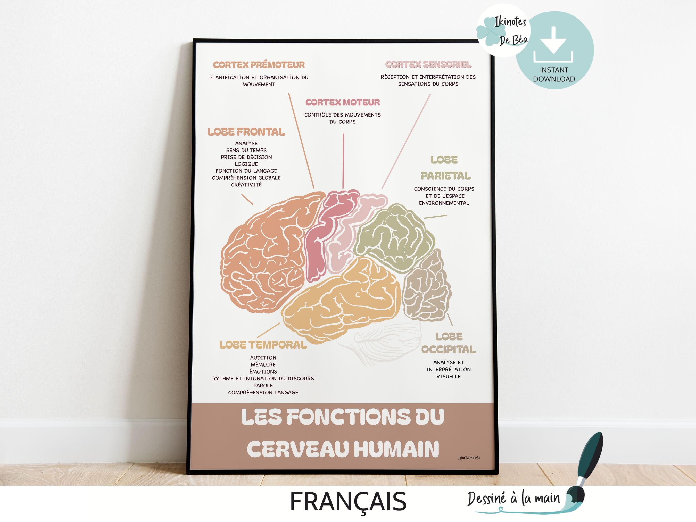 Brain Anatomy Poster in French Therapy Office Decor Human - Etsy